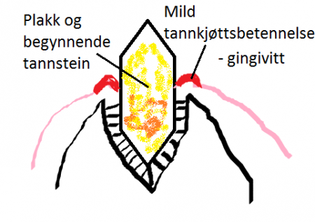 Tannstein og plakk | Dyrlegehjelpen.no