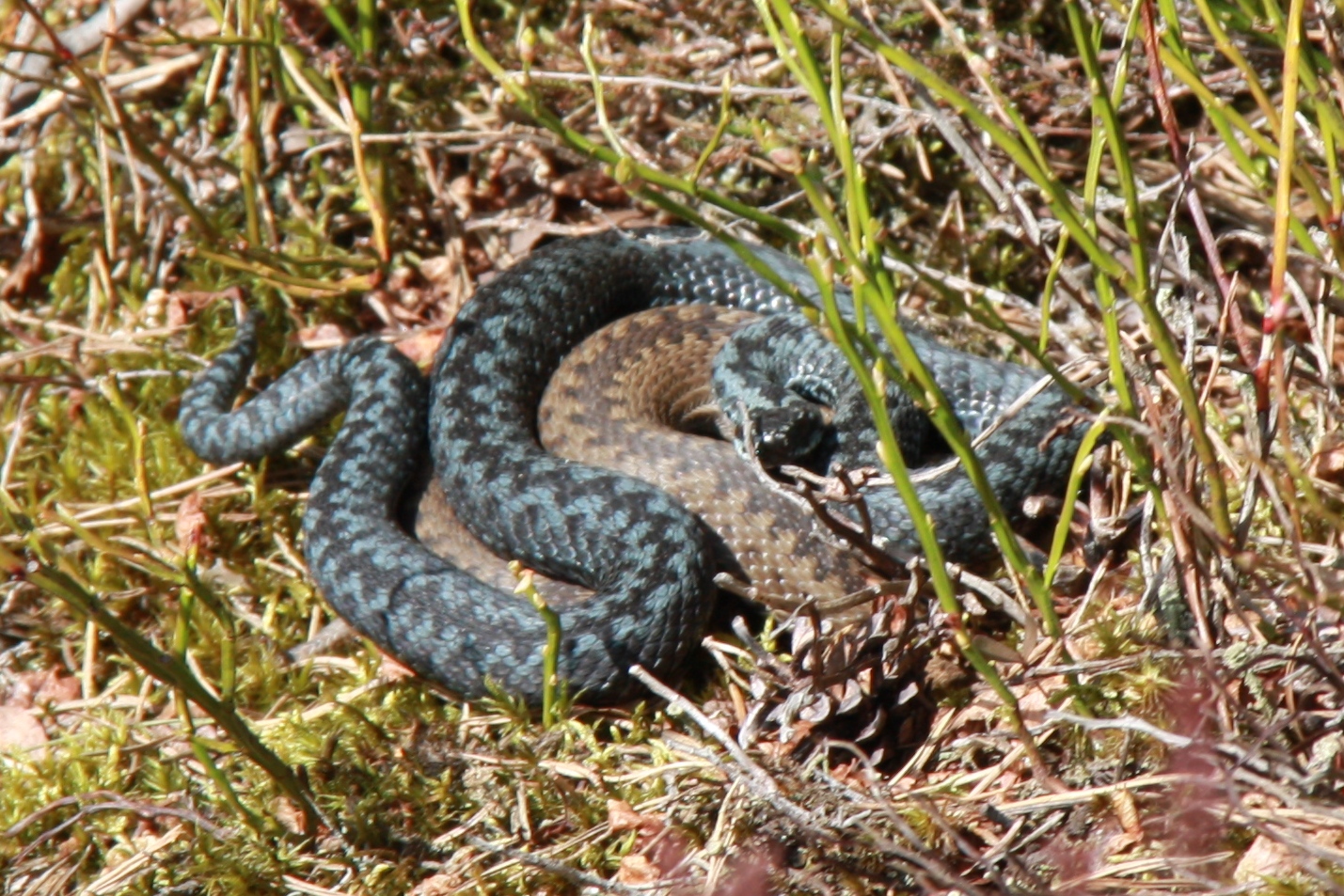 Huggormbitt hos hund | Dyrlegehjelpen.no